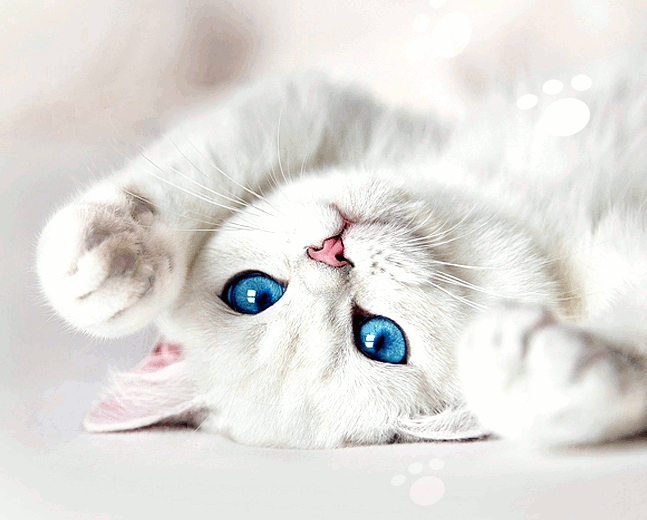 Biały kocurek - Gify i obrazki na GifyAgusi.pl