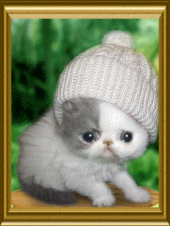 Gify Koty 3 - Gify i obrazki na GifyAgusi.pl