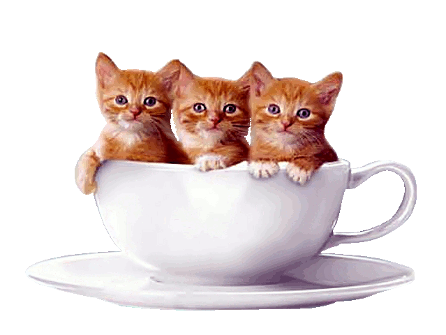 Trzy rude kocurki - Gify i obrazki na GifyAgusi.pl