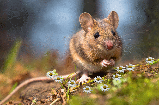 Mała myszka - Gify i obrazki na GifyAgusi.pl