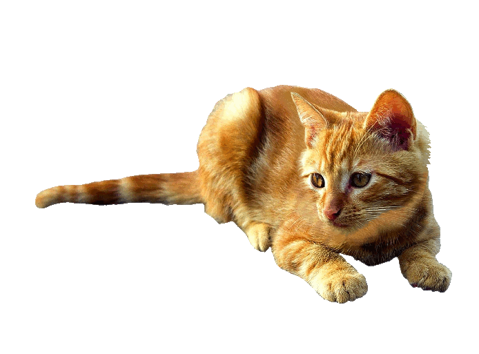 Gify Koty - Gify i obrazki na GifyAgusi.pl