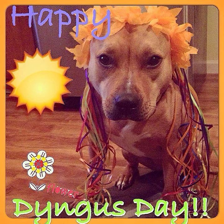 Piesek Śmigus Dyngus - Gify i obrazki na GifyAgusi.pl