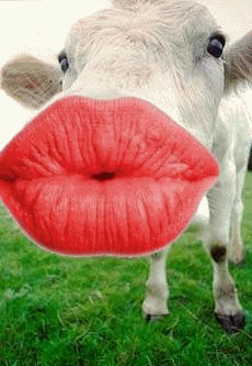 Krowa daje buziaka - Gify i obrazki na GifyAgusi.pl