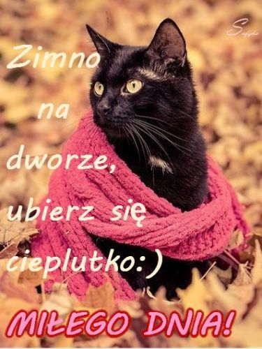 Gify Zimno - Gify i obrazki na GifyAgusi.pl