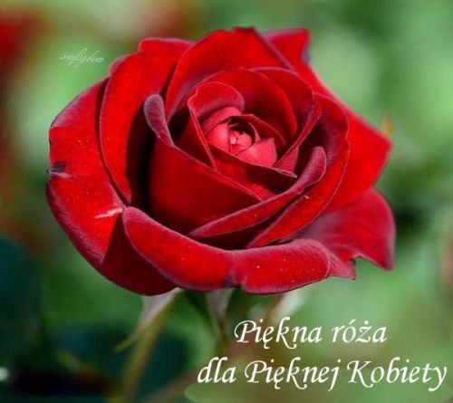 Piękna róża dla pięknej kobiety - Gify i obrazki na GifyAgusi.pl