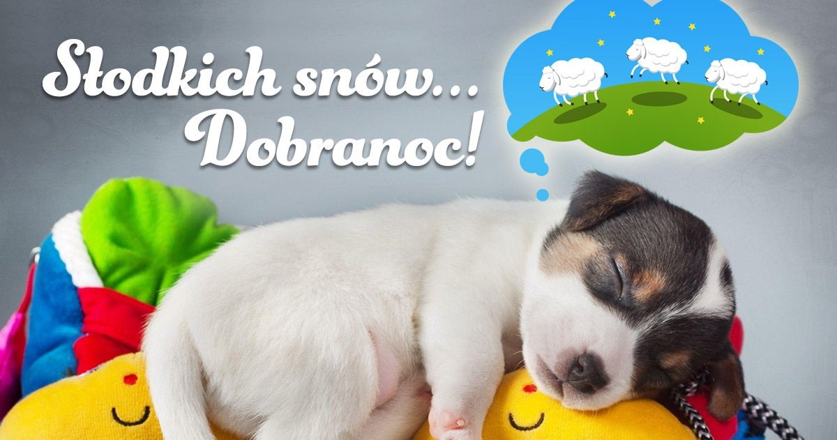 Biały piesek śpi na poduszkach słodkich snów - Gify i obrazki na ...